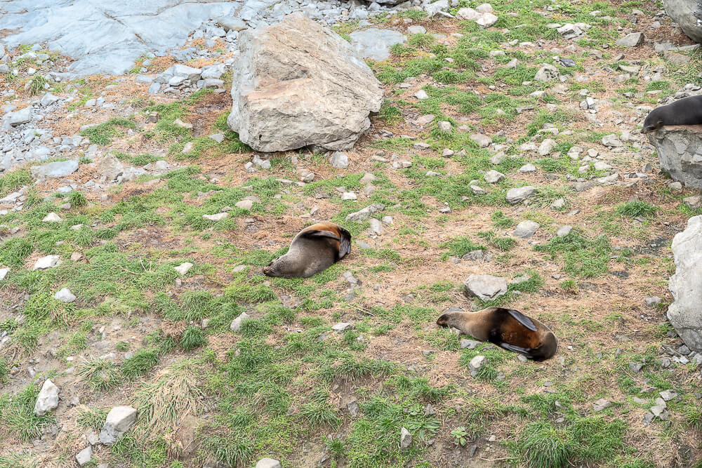 Ohau Point Lookout｜奧豪角海豹觀景台：凱庫拉公路必停景點