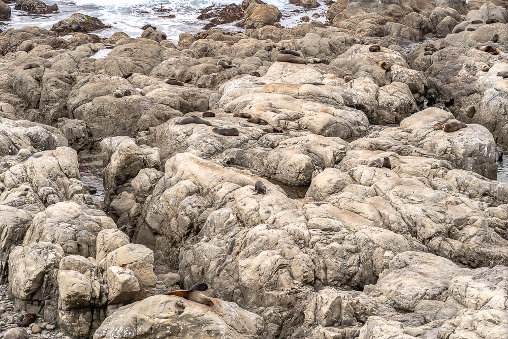 Ohau Point Lookout｜奧豪角海豹觀景台：凱庫拉公路必停景點