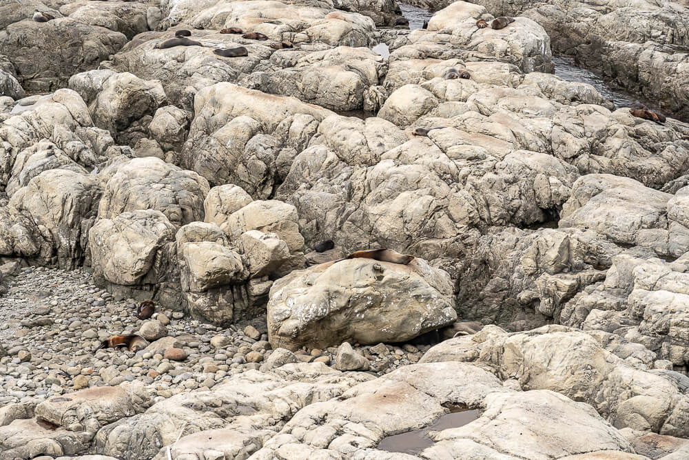 Ohau Point Lookout｜奧豪角海豹觀景台：凱庫拉公路必停景點