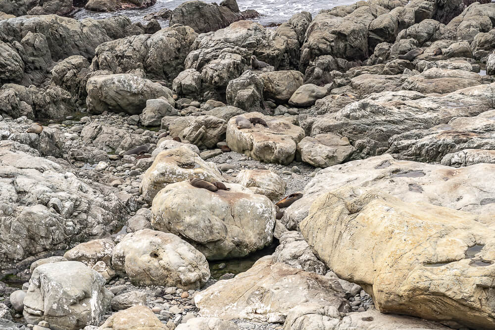 Ohau Point Lookout｜奧豪角海豹觀景台：凱庫拉公路必停景點